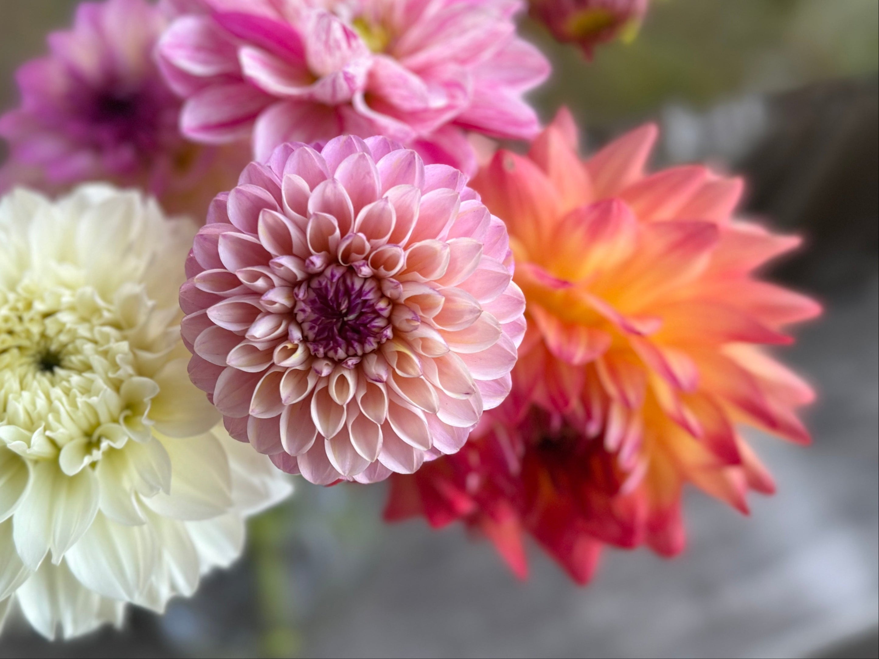 The Flower Station