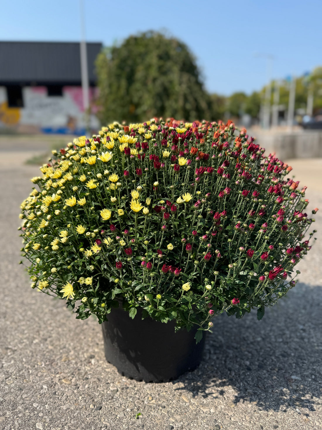 The Flower Station